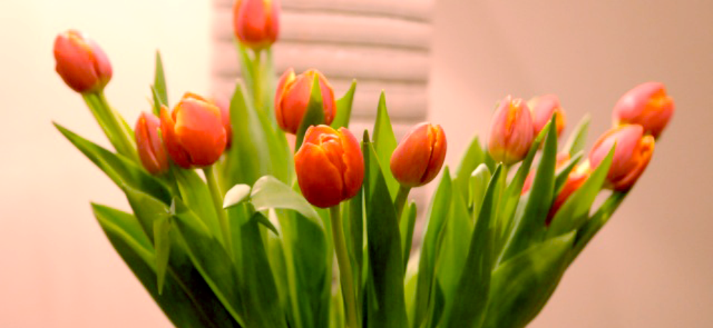 Joy Huggins DDS | Snowden Grove Dentist | Deerchase DentistJoy Huggins, DDS